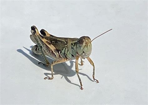 A Grasshopper Update Steve Williamson Wildlife Photography