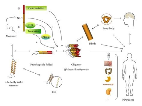 Alpha Synucleins Aggregation Pathway And Role As A Diagnostic Download Scientific Diagram