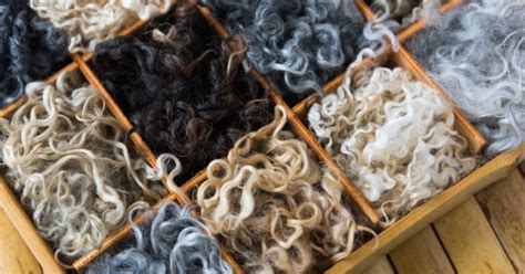 Types Of Wool And The Unique Sheep And Places They Come From