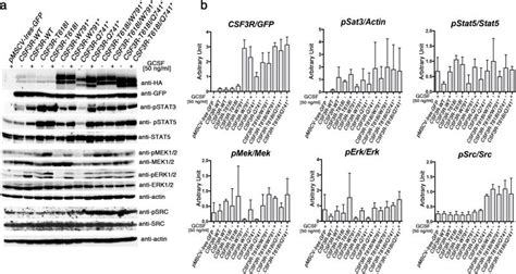 enhanced mapk signaling is essential for csf3r induced leukemia pmc