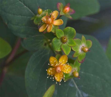 Hypericum Plant Growing And Care Guide
