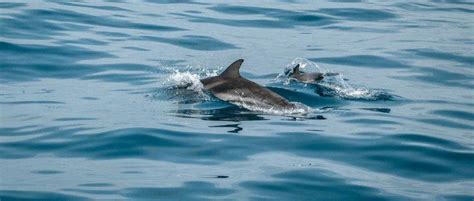 电子书上新《mysql必知必会（第2版）》读者开发数据库