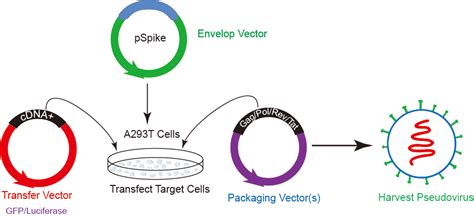 Lentiviral Sars Cov 2 Pseudovirus Creative Diagnostics