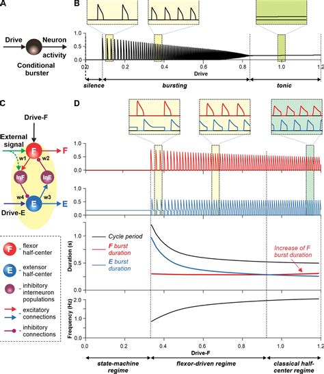 Operation Regimes Of Spinal Circuits Controlling Locomotion And The