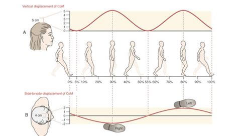 Observational Gait Analysis Kinematics Flashcards Quizlet