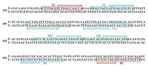 Rapid And Convenient Detection Of Weissella Ceti With Loop Mediated