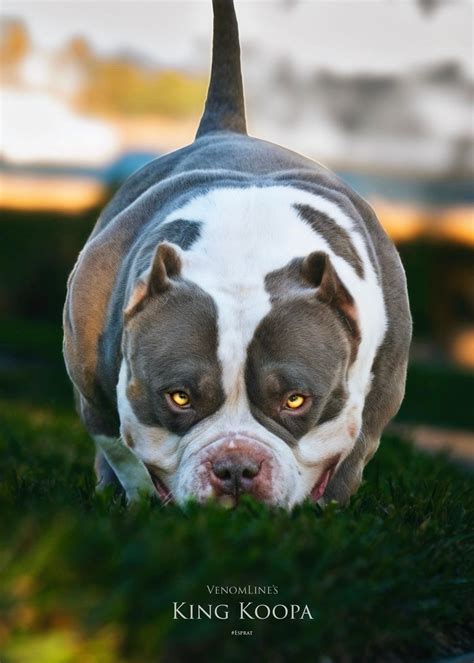 King Koopa 1 Pocket Bully Stud 2025 2x Venomline
