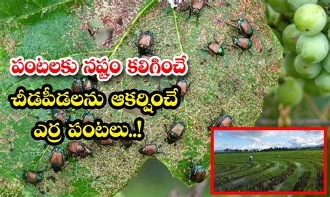 పంటలకు నష్టం కలిగించే చీడపీడలను ఆకర్షించే ఎర్ర పంటలు