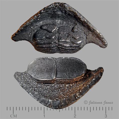 Chilomycterus Sp Member Collections The Fossil Forum