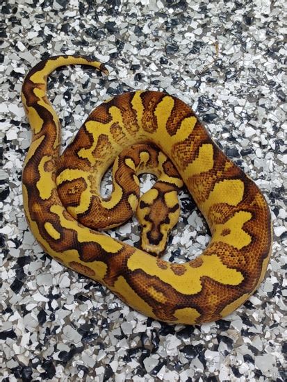 Enchi Super Asphalt Clown Ball Python By Mutation Creation
