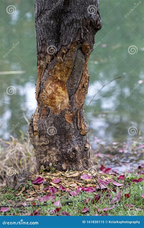 Terrible Beaver Damage Done To Trees Morgan County Alabama Stock Image Image Of Morgan