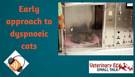 Early Approach To Dyspnoeic Cats First Do No Harm