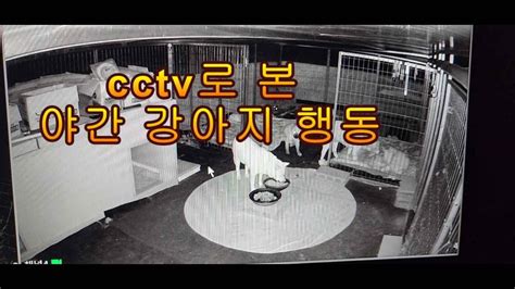 CCTV 로 본 야간 강아지 행동 YouTube
