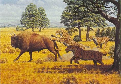 Group Of Smilodon Hunting A Bison