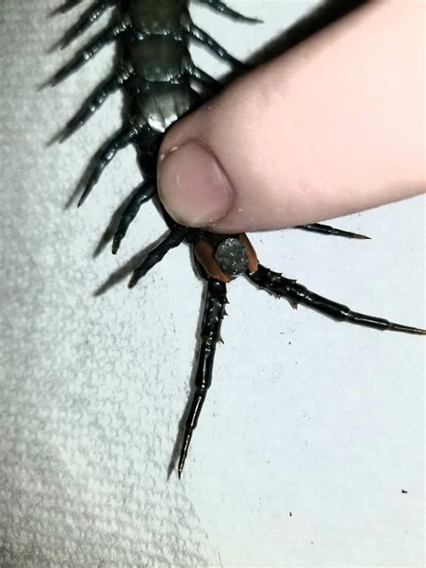 Female Ethmostigmus Rubripes Spinosus Genitalia For Any Of You Interested Sexed My Specimens