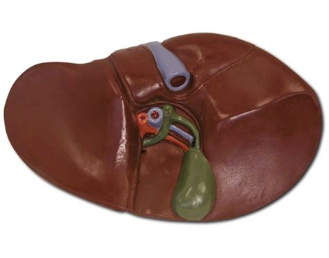 Anatomical Model 11 Liver Gallbladder Quiz