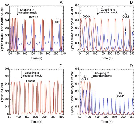 Complex Oscillatory Behavior Of The Cell Cycle Induced By Coupling To Download Scientific