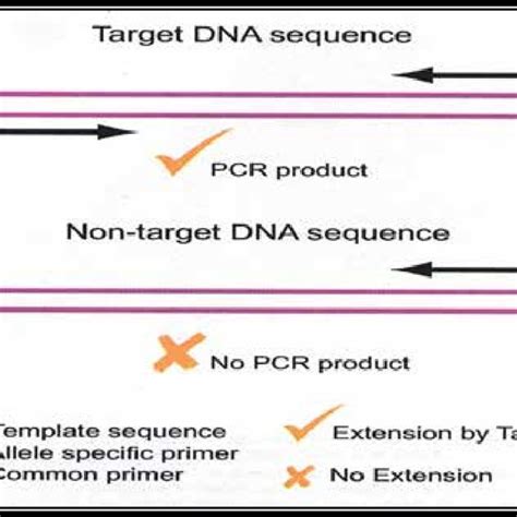 The Amplification Refractory Mutation System Arms Stephen 2002 Download Scientific Diagram