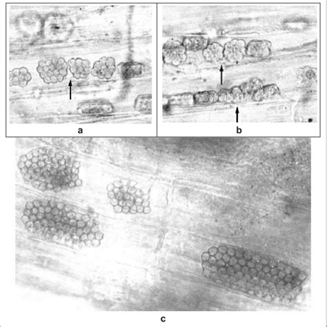 Pdf Antagonistic Effects Of Natural Pseudomonas Putida Biotypes On