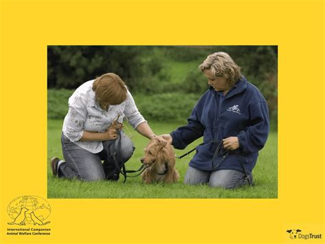 Tellington Touch Sarah Fisher Ppt