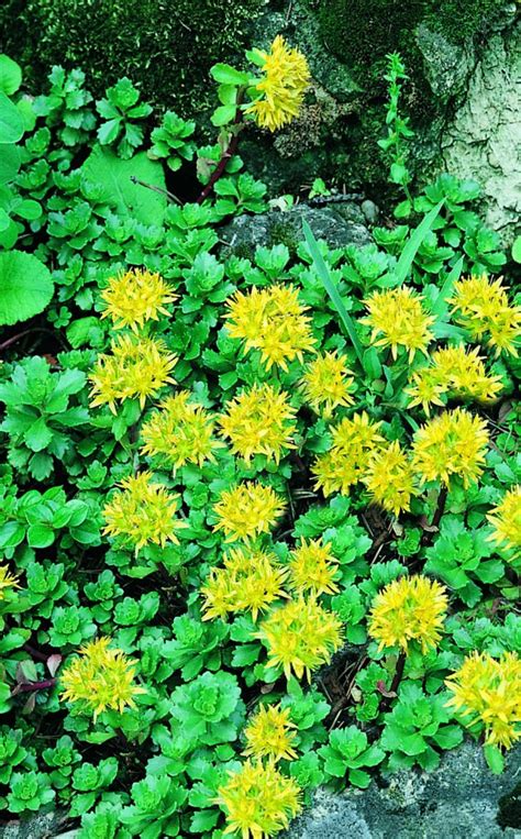 Sedum Selskianum Armlee Nurseries