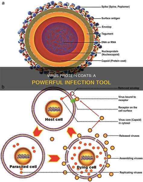 Virus Protein Coats A Powerful Infection Tool Medshun