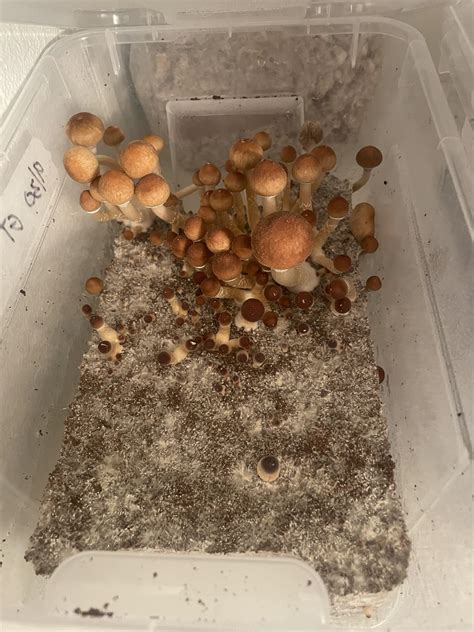 First Time Trying To Spawn To Bulk Am I Contaminated This Is About 2 Weeks Growth Runclebens