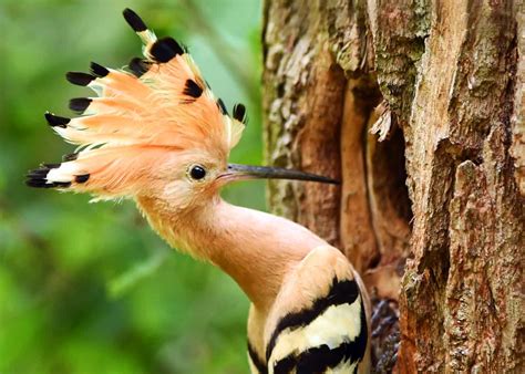 Facts About Hudhud Bird In Hindi हुदहुद पक्षी के बारे में रोचक तथ्य