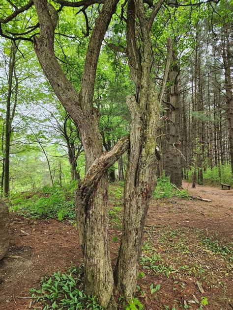 Twisted Trees In The Woods Stock Image Image Of Woods 277468599