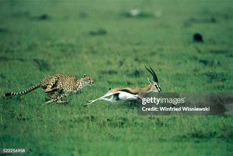 Predator Chasing Prey Photos And Premium High Res Pictures Getty Images