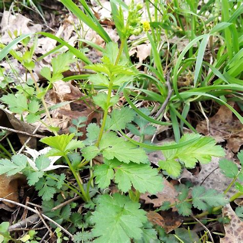 Geum vernum - PictureThis