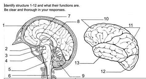 Brain Map Intro To Psych Diagram Quizlet
