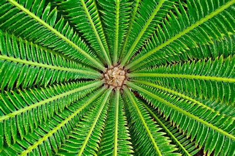 Rotational Symmetry In Nature