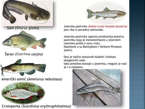 Ekosistem Stajacih Voda Pptx