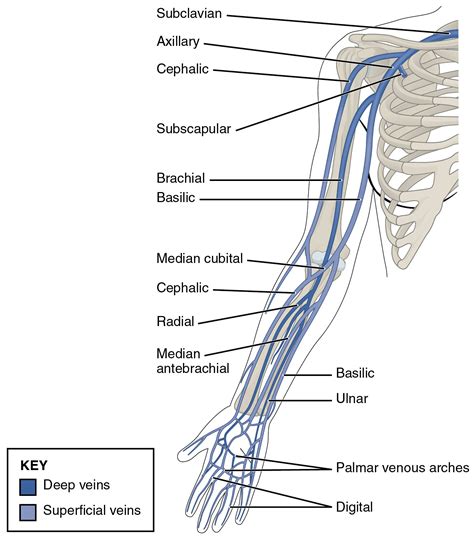 Venous Blood Flow Chart