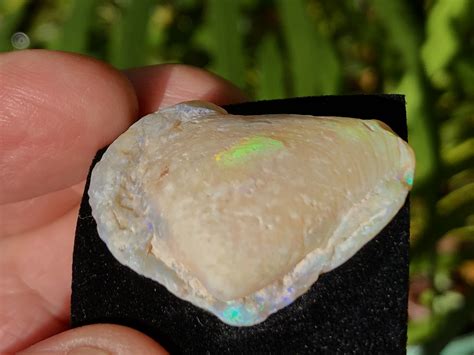 Opalised Fossils Member Collections The Fossil Forum