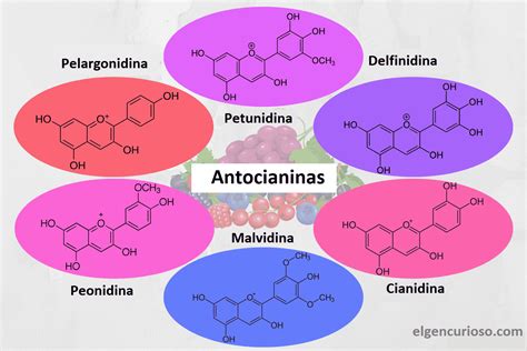 Antocianinas Definición Beneficios Y Fuentes El Gen Curioso