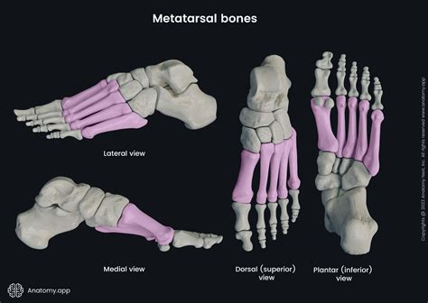 Head Of Metatarsal Bone