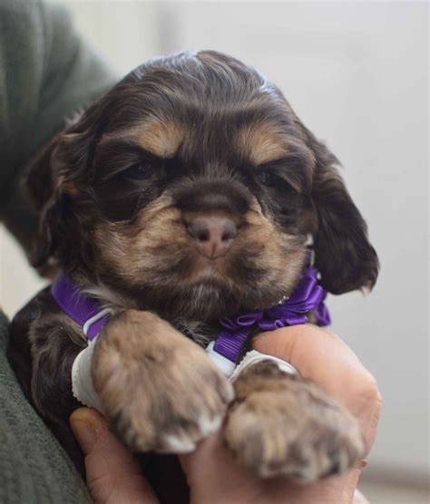 Cocker Spaniel Puppies For Sale In Maryland