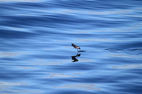 Безплатна снимка : море, вода, природа, океан, ходене, птица, крило ...