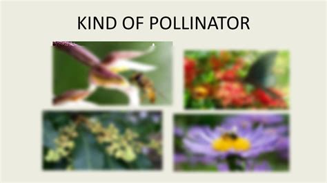 Solution Pollination On Plant And Effects Of Pollination On Floral Attraction And Longevity