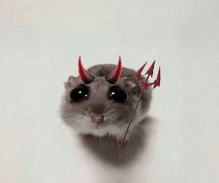 Hamster Meme Meme Hamster Meme Discover And Share S