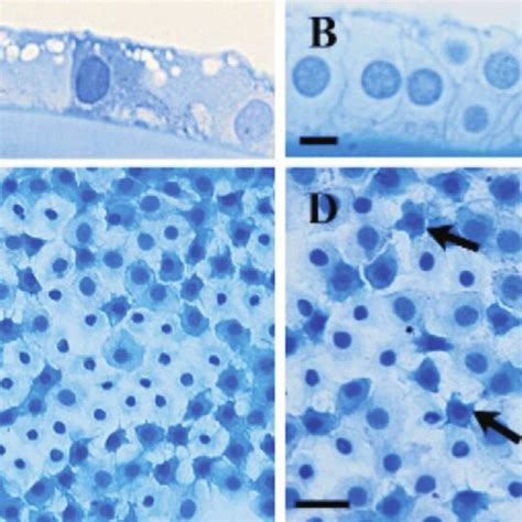 Toluidine Blue Stained Epithelial Cells In Semithin Sections A And B