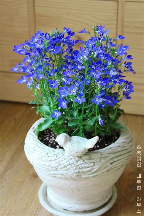 파란 물결이 이는 로벨리아 키우기