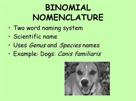 Binomial Nomenclature Examples Of Animals