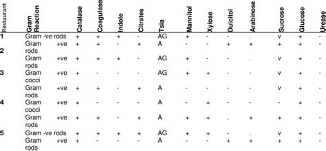 Result Of Biochemical Tests On Isolated Bacteria Download Scientific
