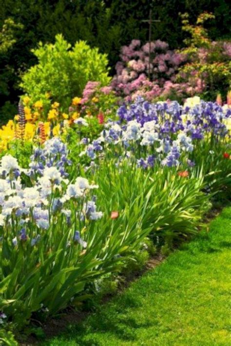 Iris An Amazing Plant For Yard And Garden Secrets For Planting And