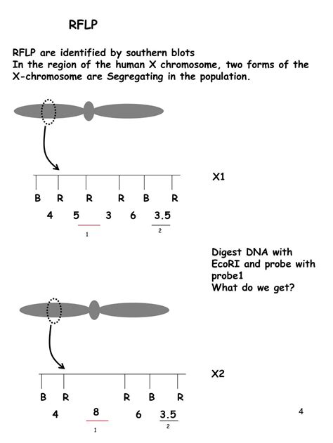PPT RFLP Analysis PowerPoint Presentation Free Download ID 4784687