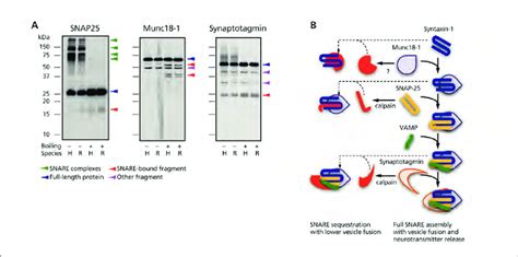 A Immunoblots Of Monomeric Full Length Presynaptic Proteins Blue