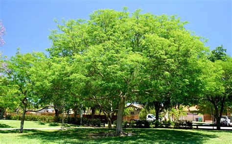 Lysiloma Latisiliquum For Sale Wild Tamarind Tree Treeworld Wholesale
